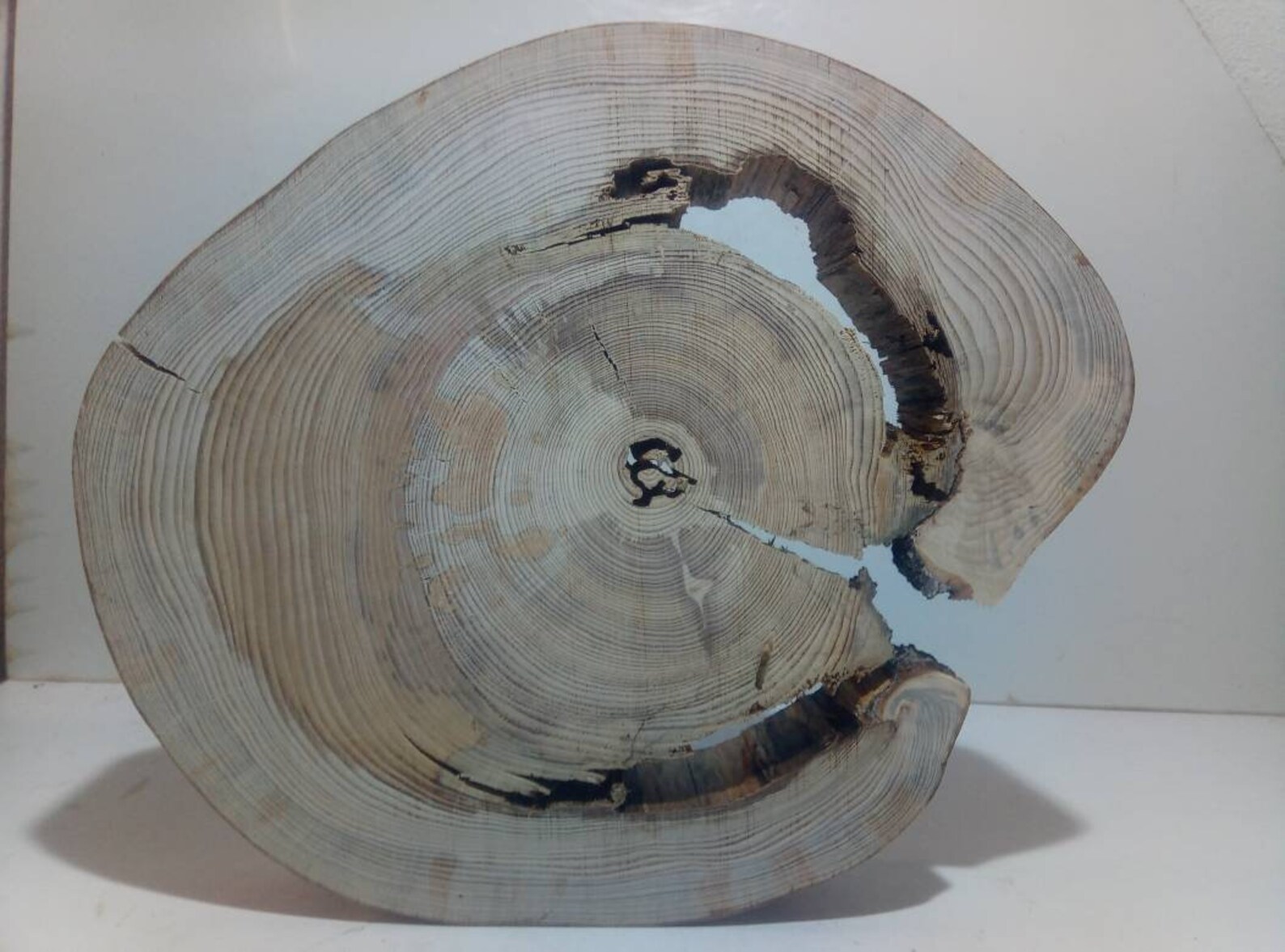 Tree disc wooden disc spruce wood disc | Etsy