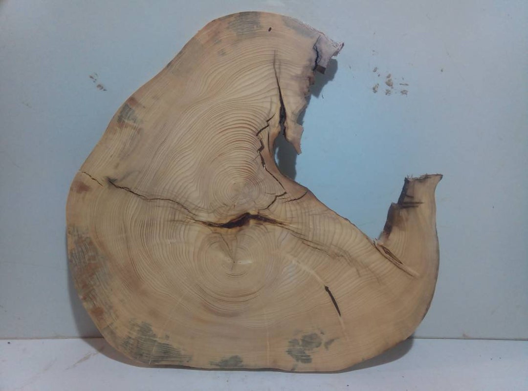 Large Tree Disc, Wooden Disc, Double Tree Disc, Spruce Sanded Extra ...