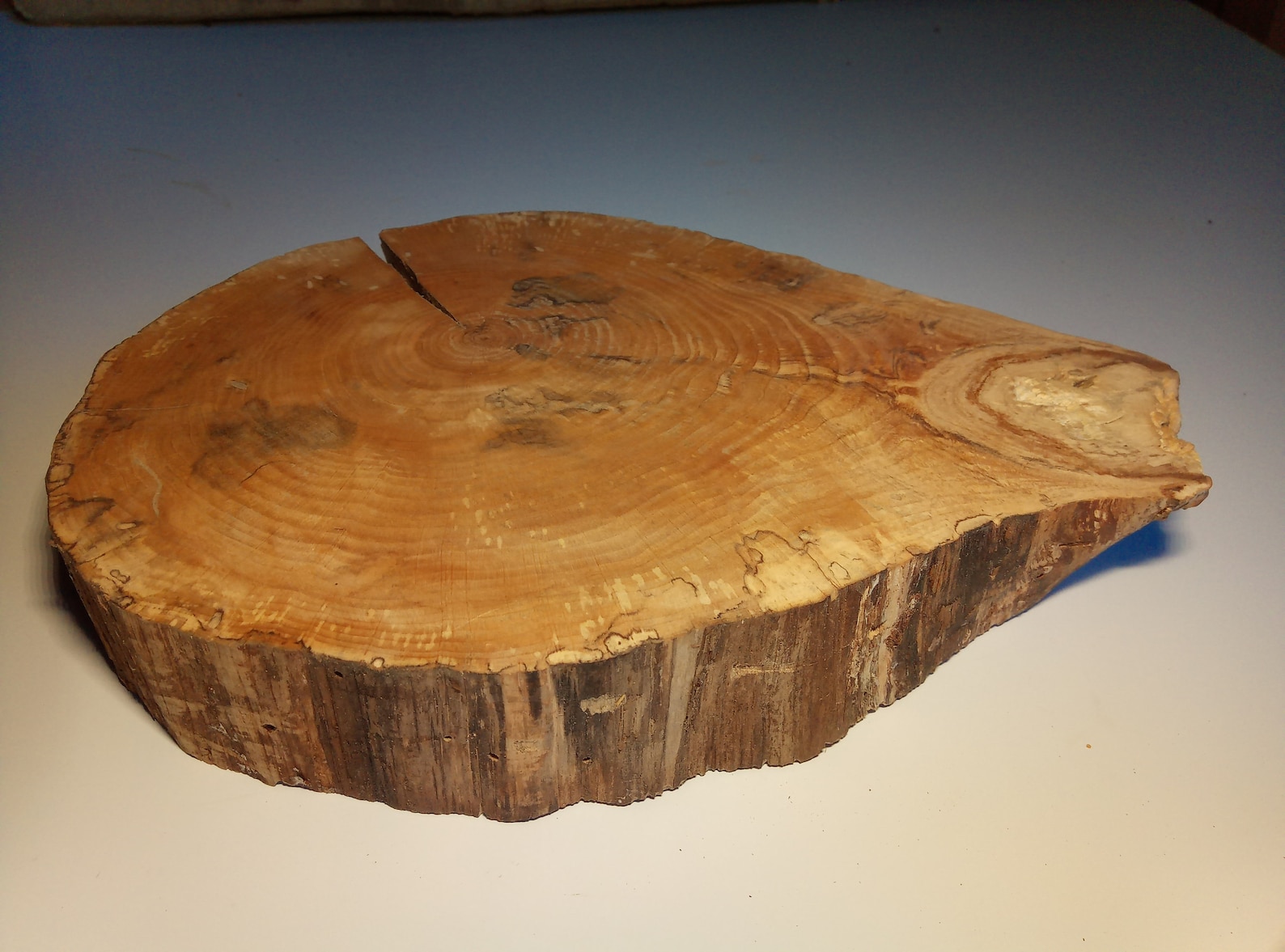 Tree Disc wooden Disc wood wood Decoration Stocked Dry - Etsy UK