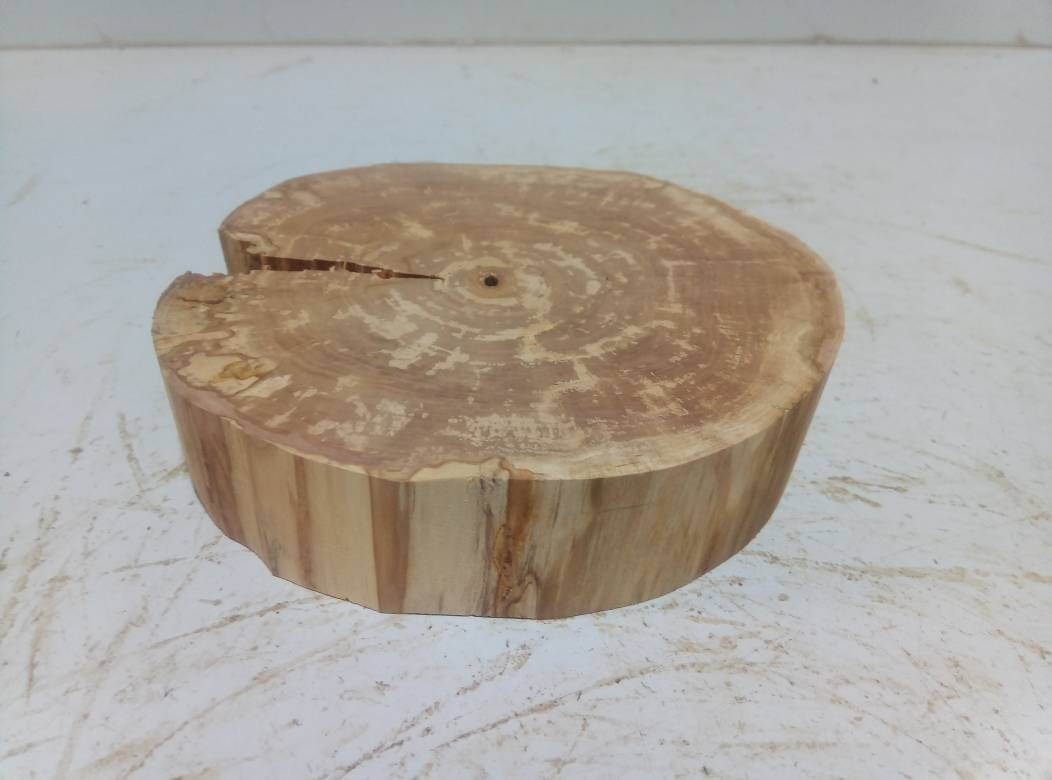 Tree disc wooden disc wood wood decoration stocked poplar | Etsy