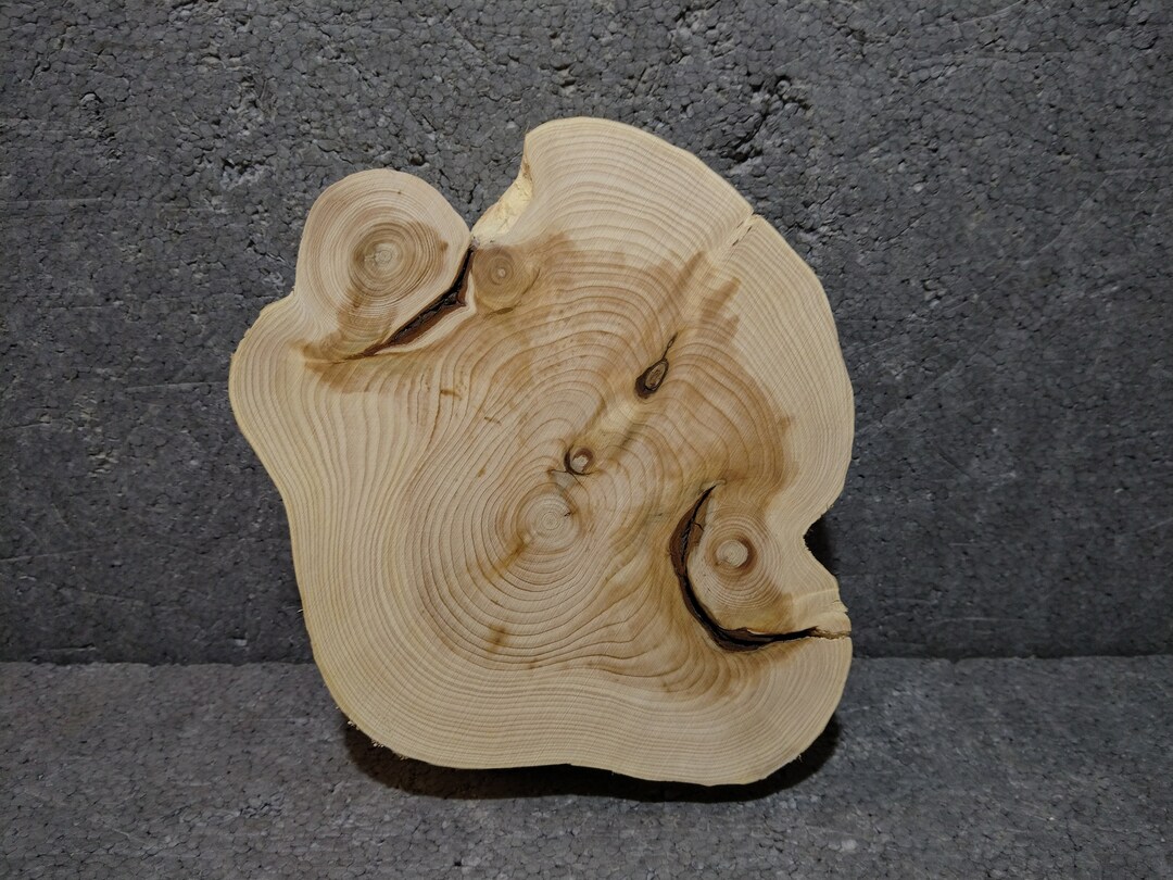 Tree Disc Double Tree Disc Wood Wooden Decoration Craft - Etsy