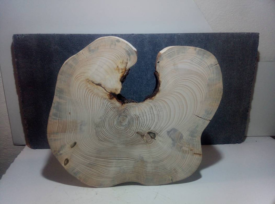 Large Tree Disc, Wooden Disc, Spruce, Wood, Disc, Craft Wood, Wooden ...