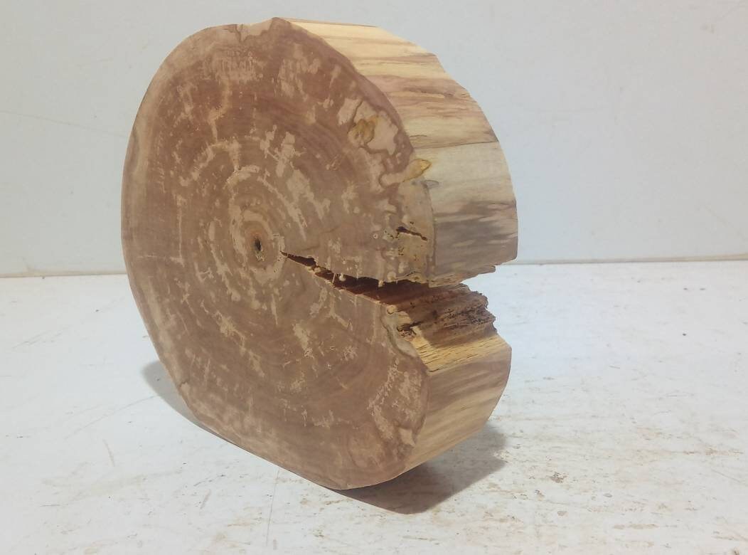 Tree disc wooden disc wood wood decoration stocked poplar | Etsy