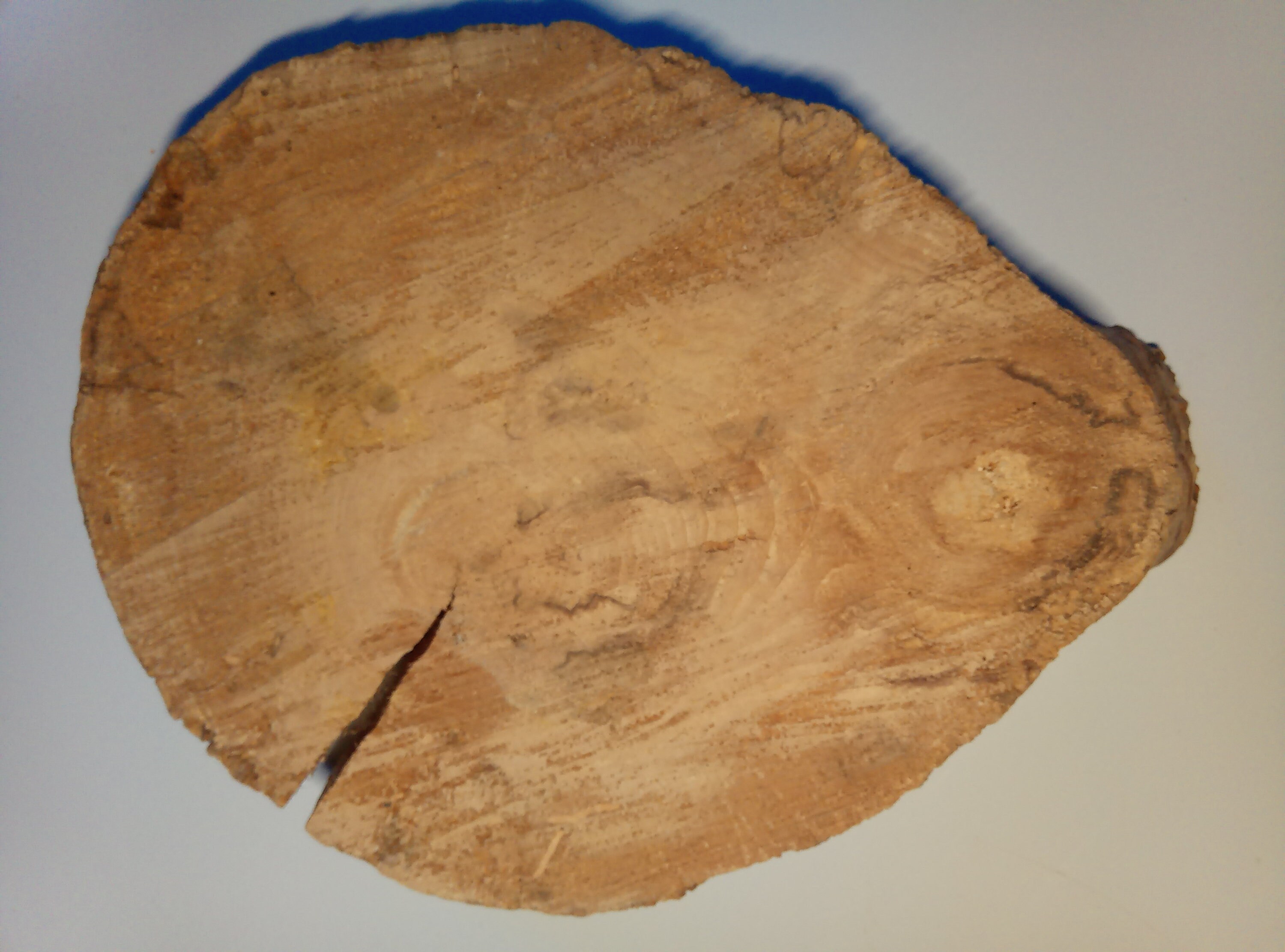 Tree Disc wooden Disc wood wood Decoration Stocked Dry - Etsy UK