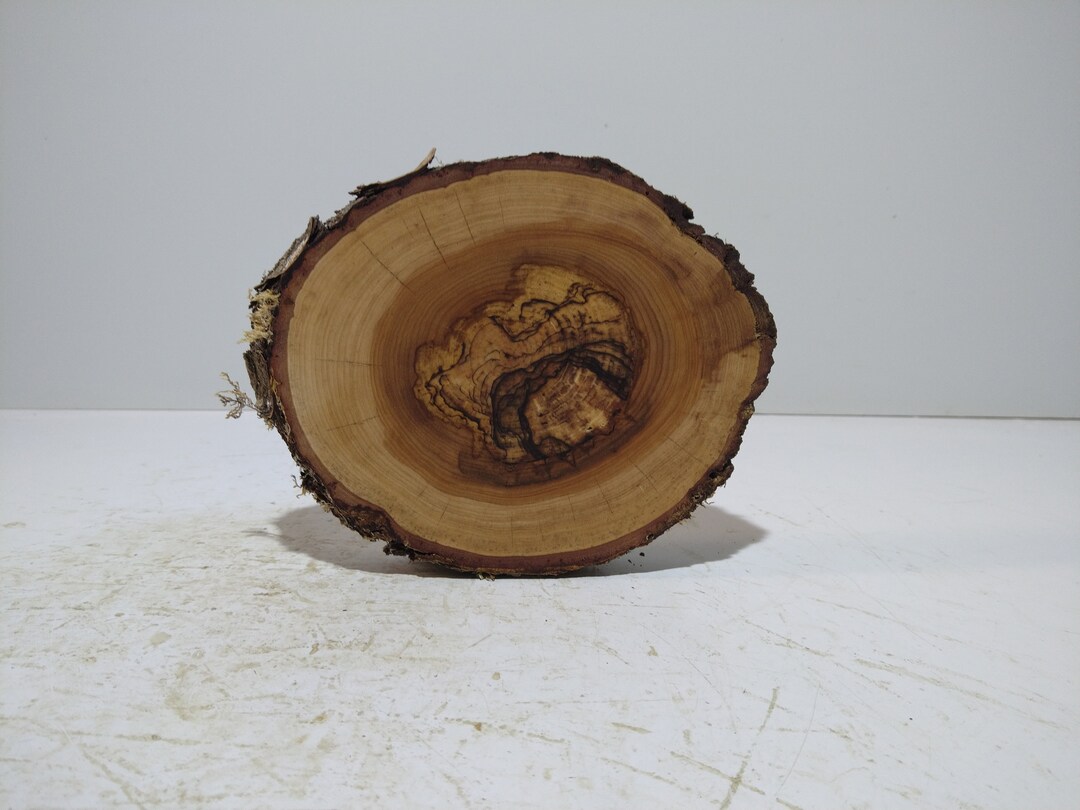 Small, Tree Disc, Wooden Disc, Wood, Craft Wood, Curdled Rowanberry, D ...