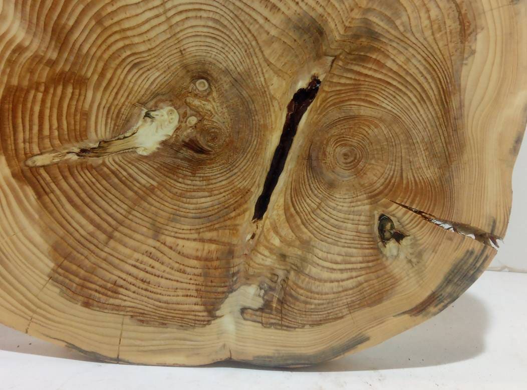 Tree Disc Wooden Disc Spruce Wood Disc | Etsy UK