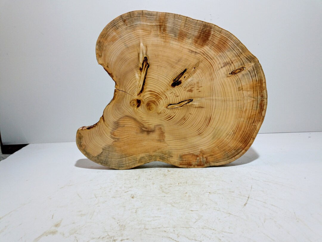 Large, Tree Disc, Branching, Wooden Disc, Craft Wood, Wooden Decoration ...