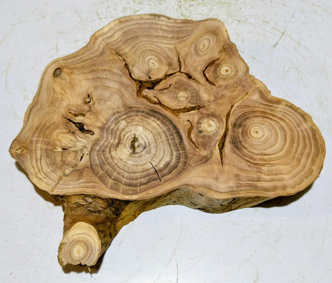 Tree Slice, Wooden Slice, Wood, Wooden Decoration, Elm, Elm Branching ...