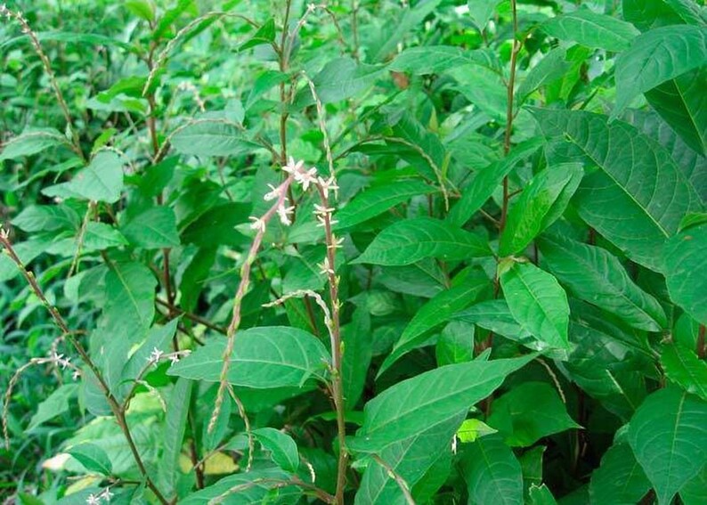 Guinea Hen Weed . Fresh Leaves and Sterms, Over 8 Onzas Remedios ...