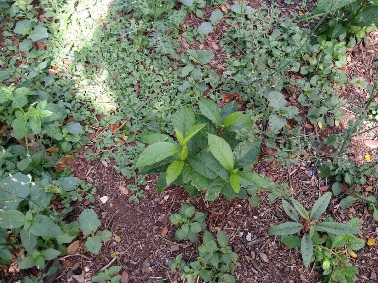 Anamu One Live Plant From My Yard Organic - Etsy Finland