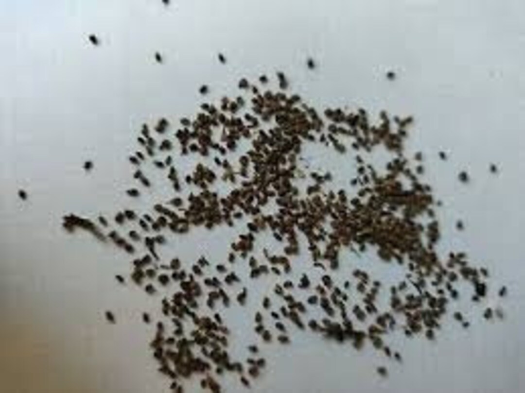 Recao - Culantro ,over 100 Seeds, Herbs Puerto Rico - Etsy