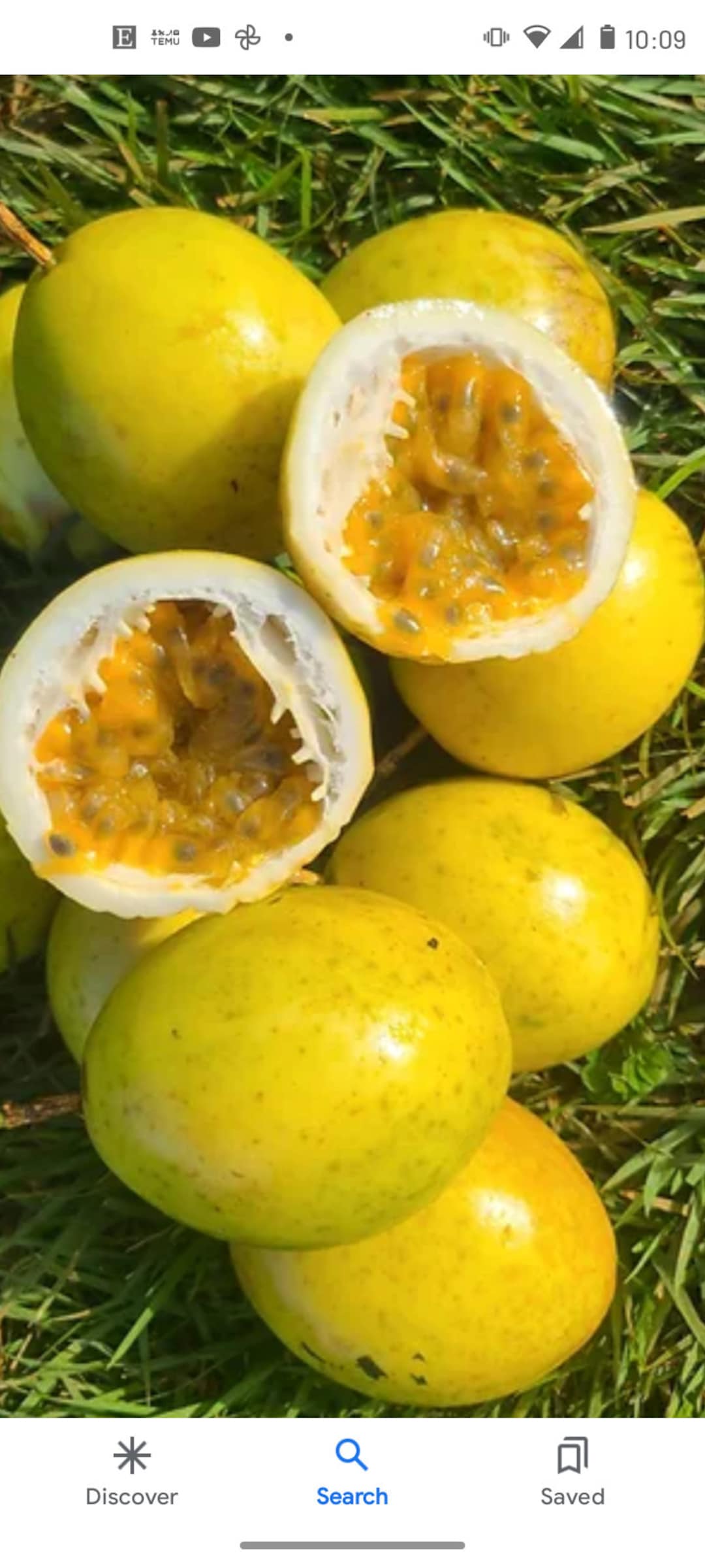 Plantitas De Parcha, 2 Plantitas , Passion Fruit - Etsy