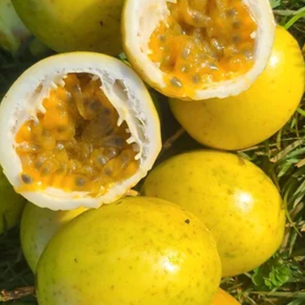 Passion Fruit Plant - Etsy