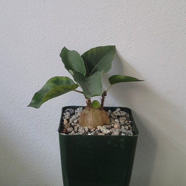 Caudex - Etsy