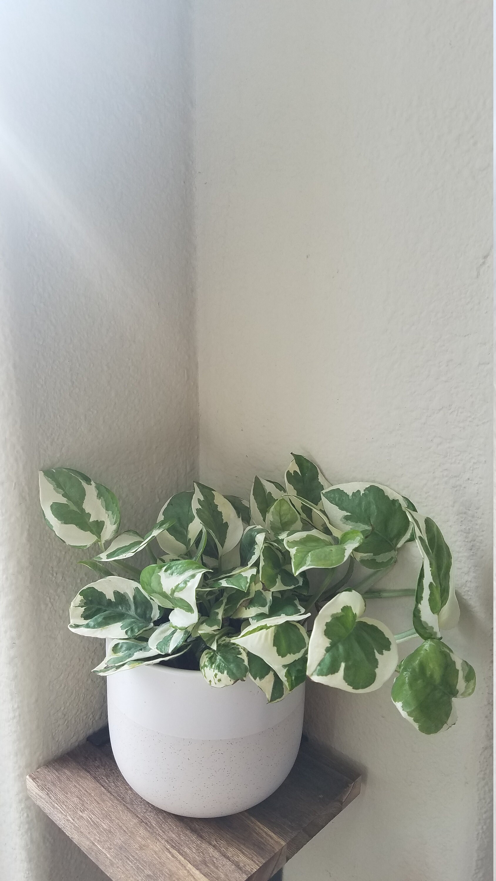 N'joy Pothos - Etsy