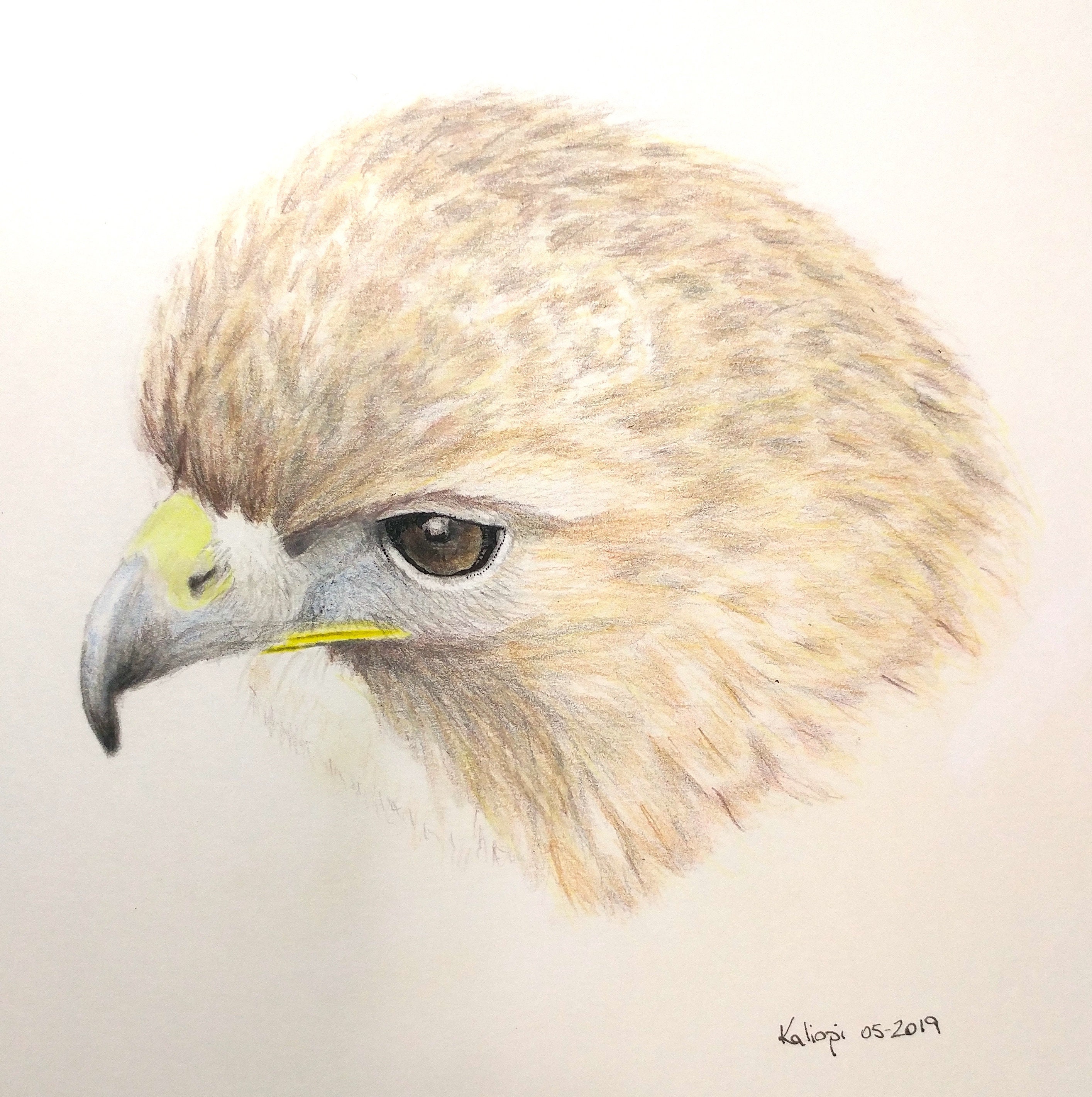 Hawk Drawing Color