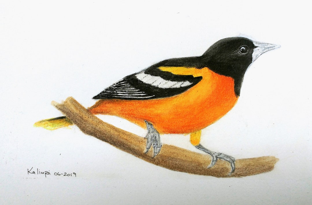 Baltimore Oriole Bird Art - Etsy
