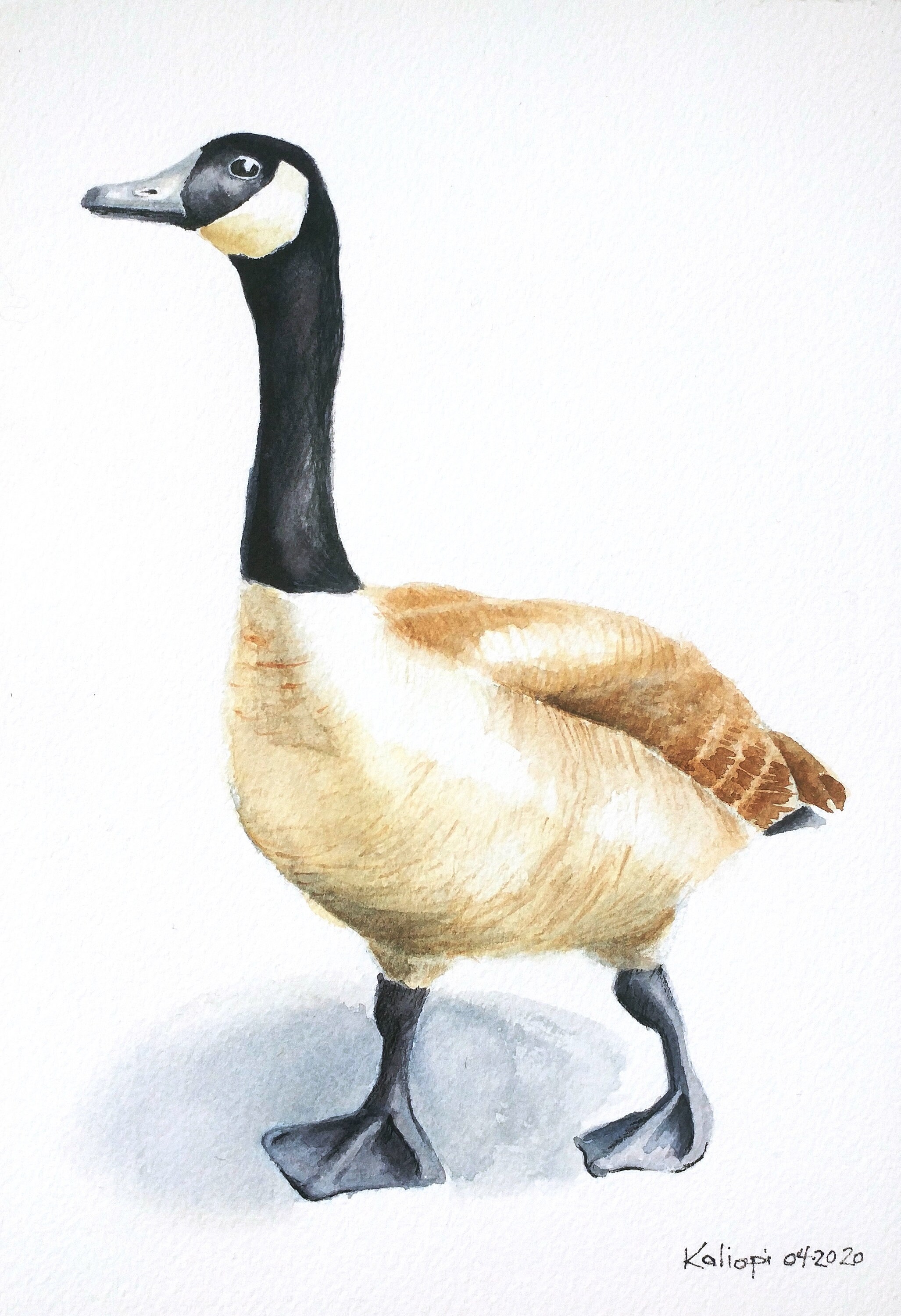Canada Goose Watercolour Art Print, Giclee - Etsy