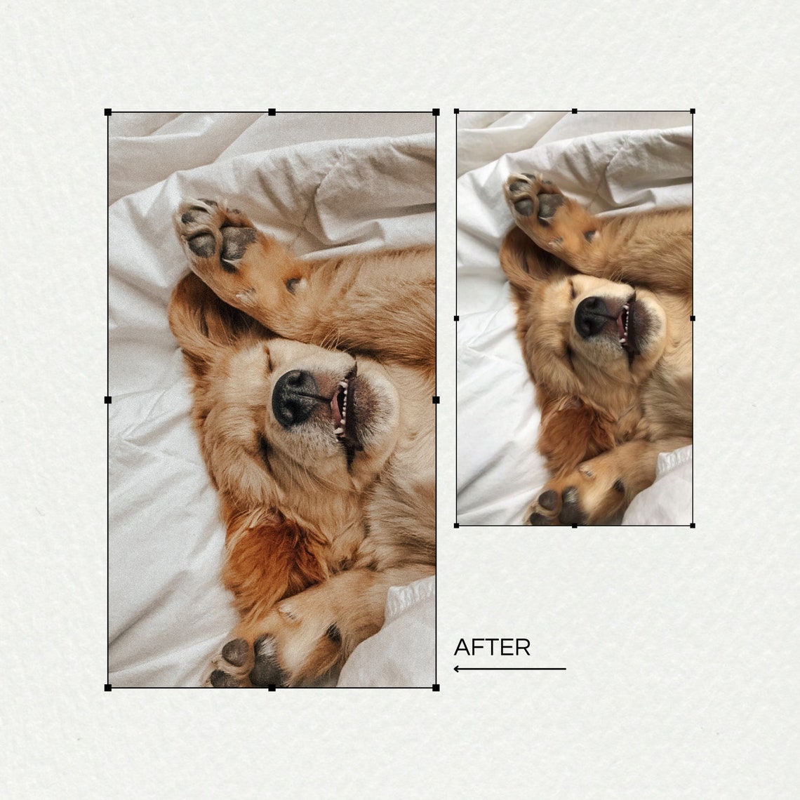 Pet Photography Lightroom Presets | Natural Light Dog and Pet Photo ...