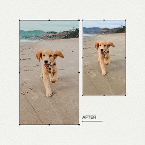 Pet Photography Lightroom Presets | Natural Light Dog and Pet Photo ...