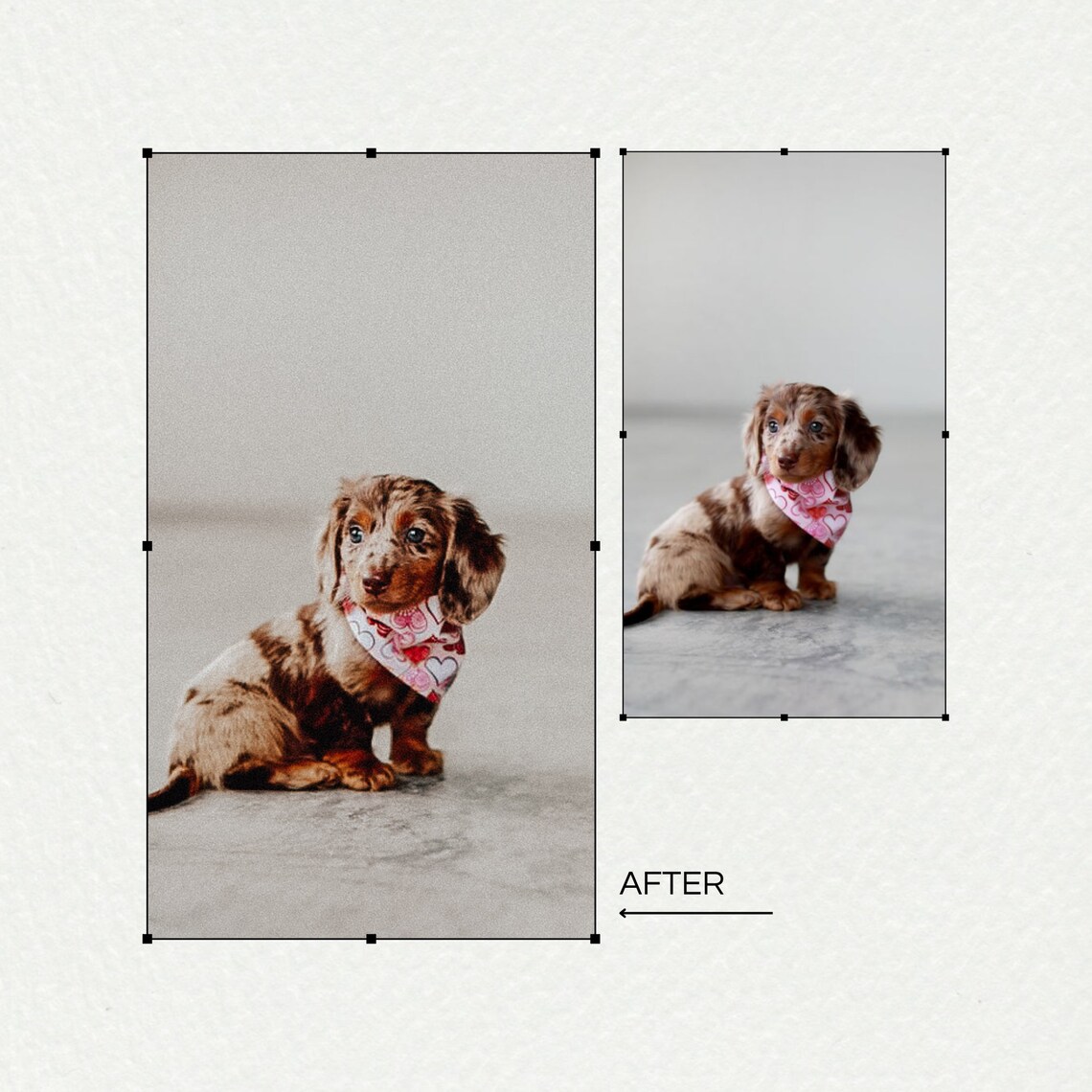 Pet Photography Lightroom Presets | Natural Light Dog and Pet Photo ...