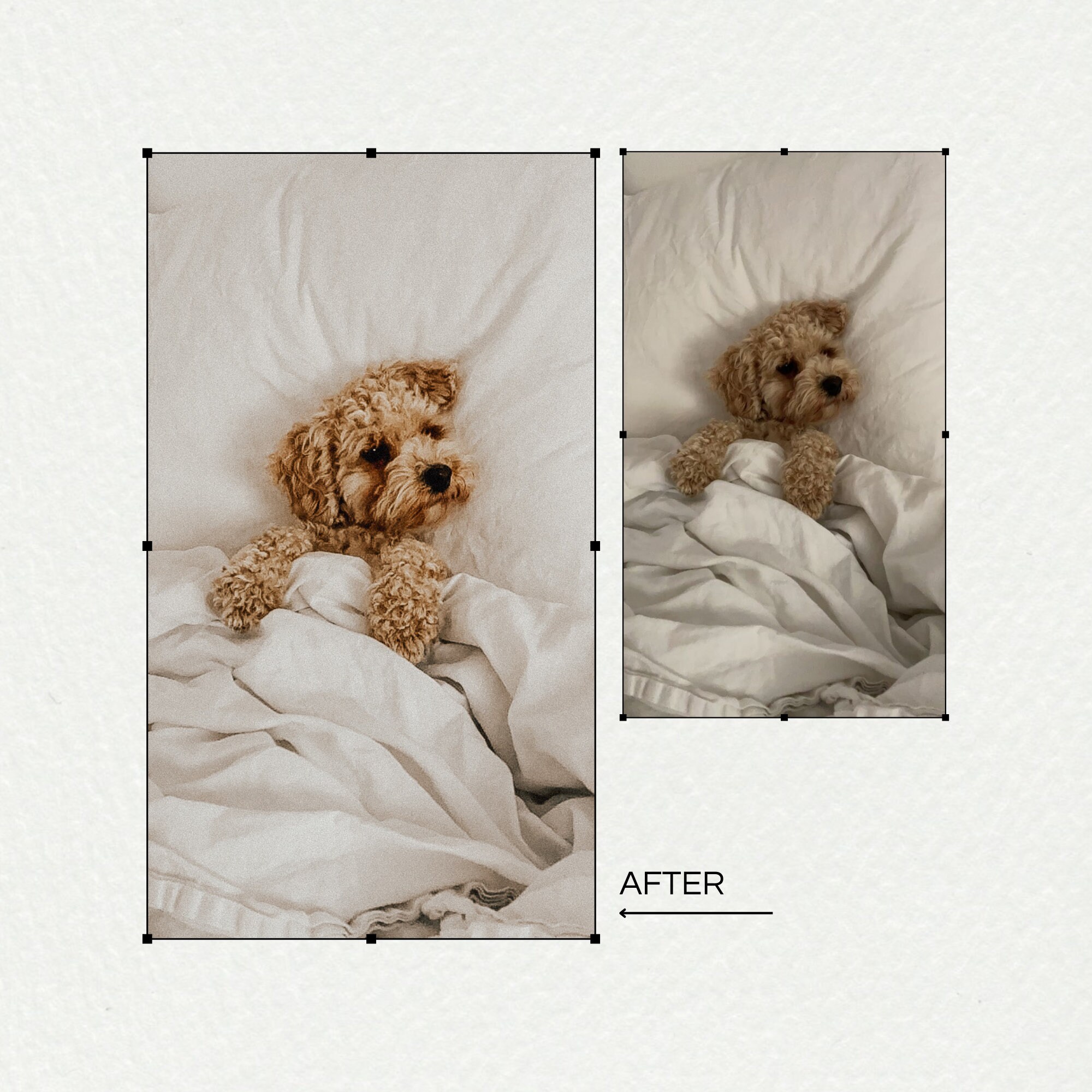 Pet Photography Lightroom Presets | Natural Light Dog and Pet Photo ...