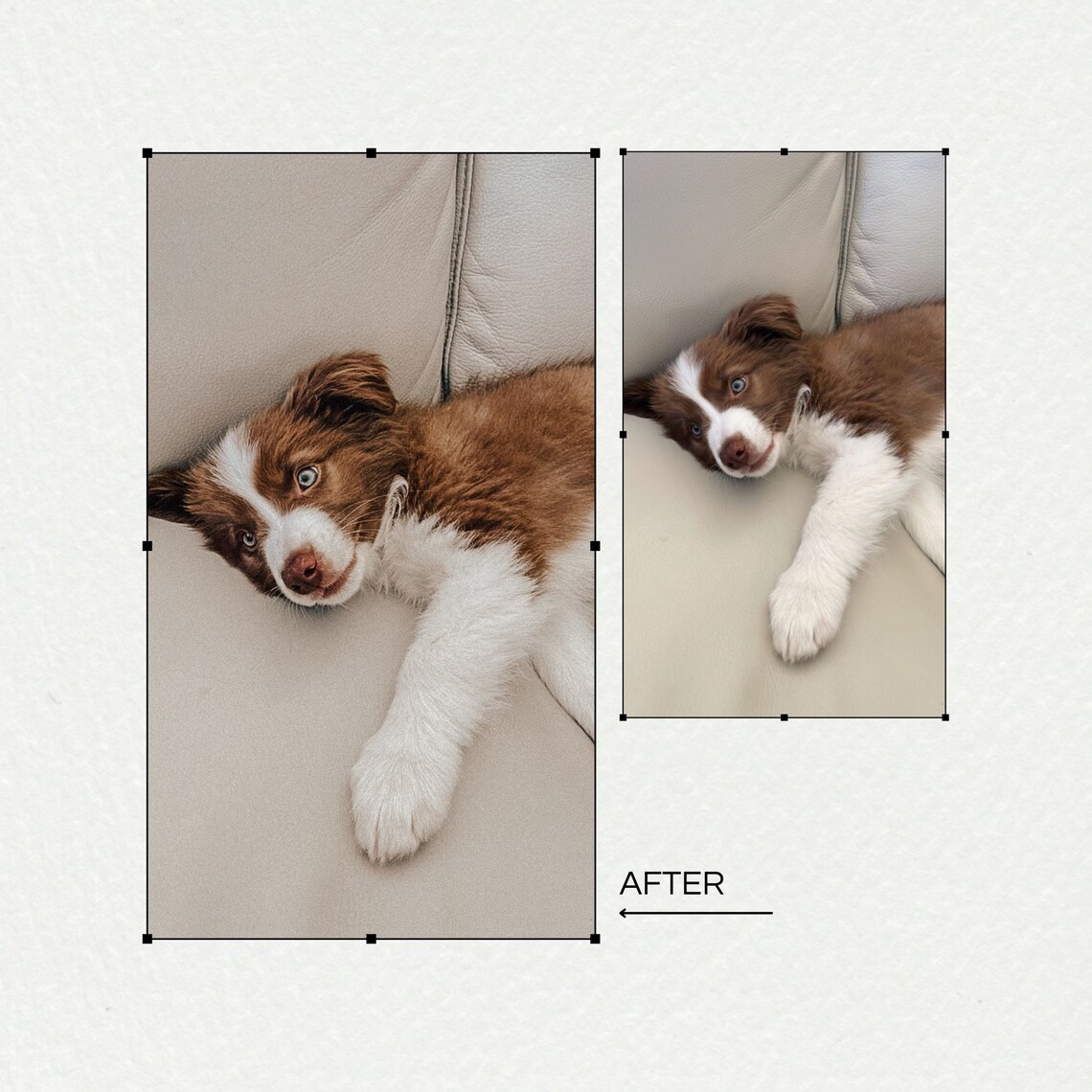 Pet Photography Lightroom Presets | Natural Light Dog and Pet Photo ...