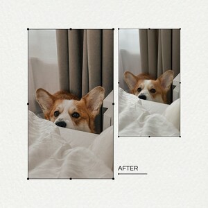 Pet Photography Lightroom Presets | Natural Light Dog and Pet Photo ...