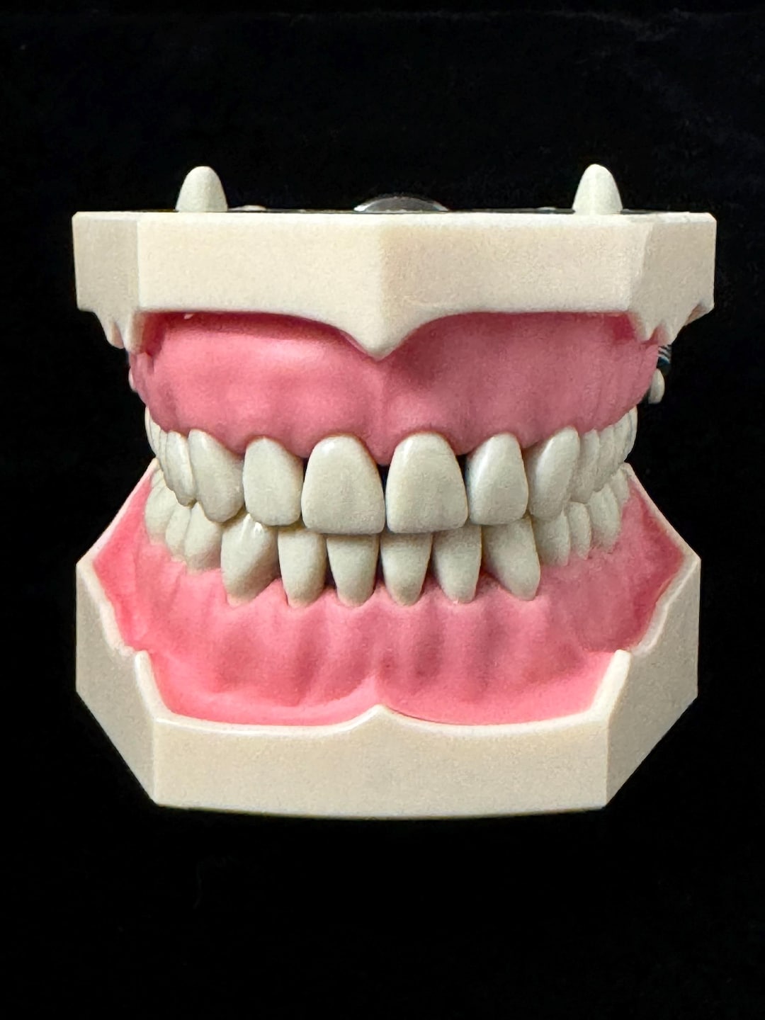 Articulated Dental Model Frasaco AG-3 Typodont Teaching Model Made in ...