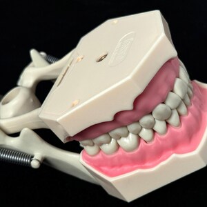 Articulated Dental Model. Frasaco AG-3 DA Typodont Teaching Model. Made ...