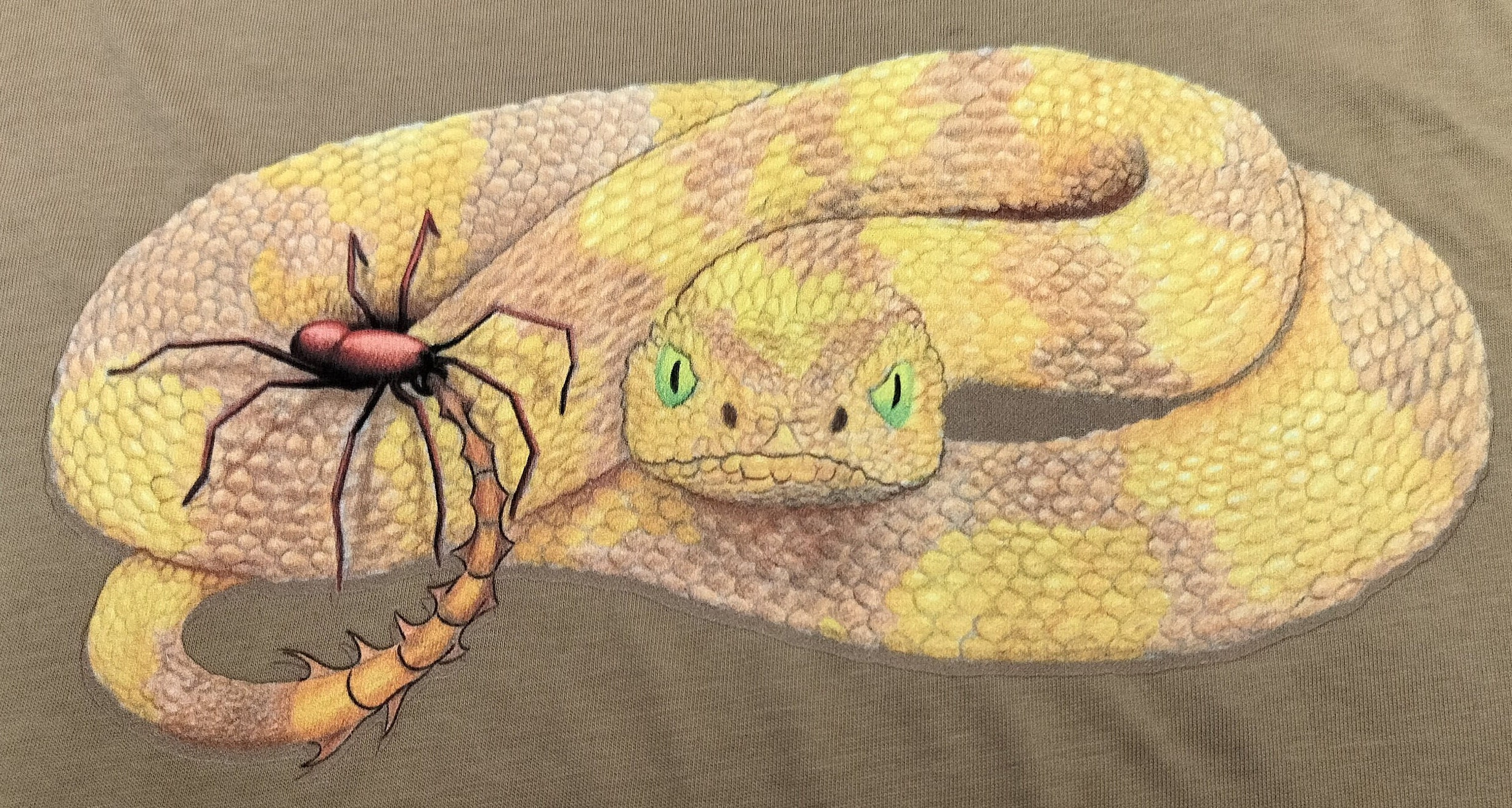 Spider-tailed Horned Viper - Etsy
