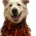A Multi Color Pet Scarf, Pet Neck Cover-made to Order-choose Your Color ...