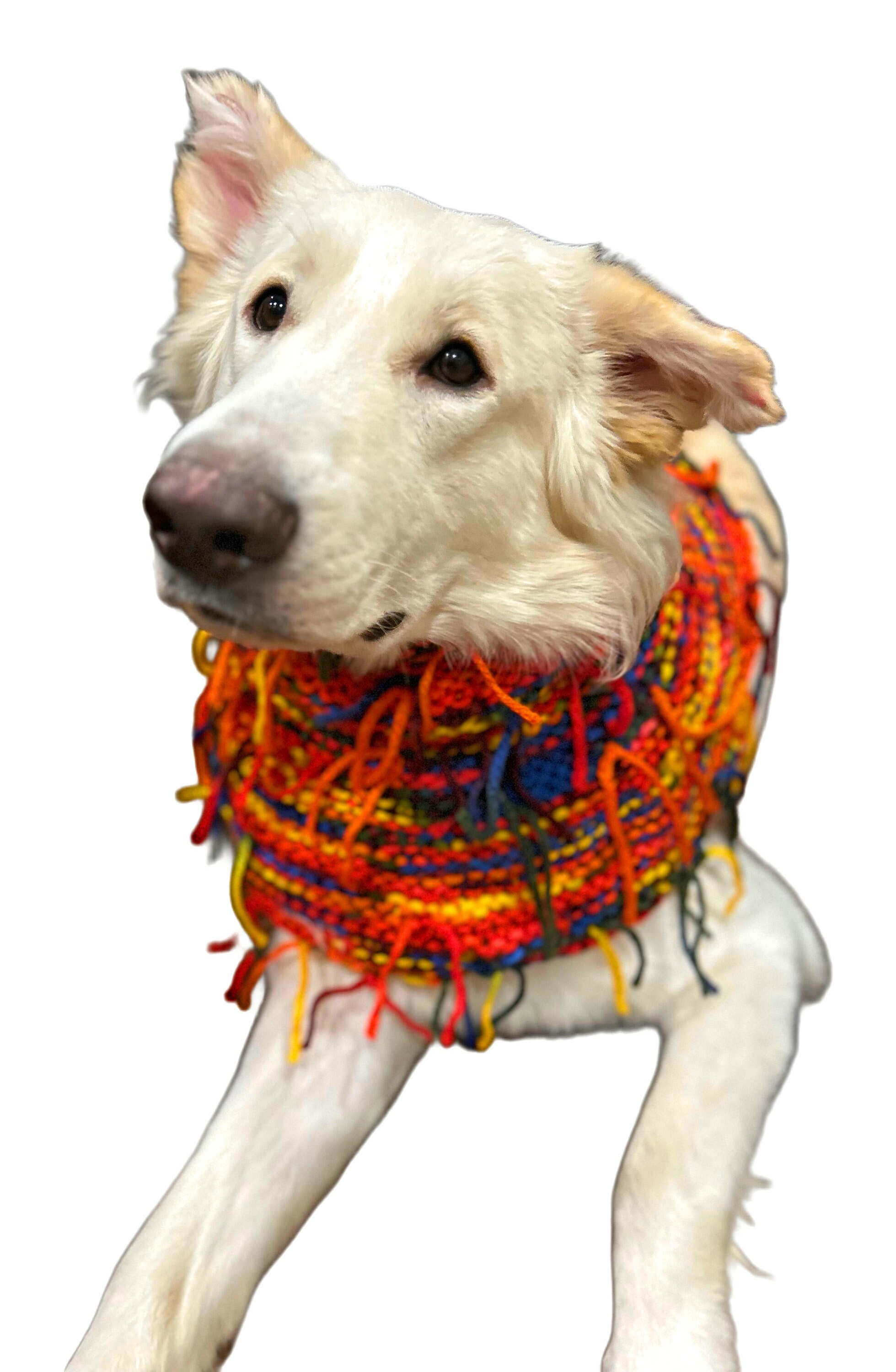 A Multi Color Pet Scarf, Pet Neck Cover-made to Order-choose Your Color ...