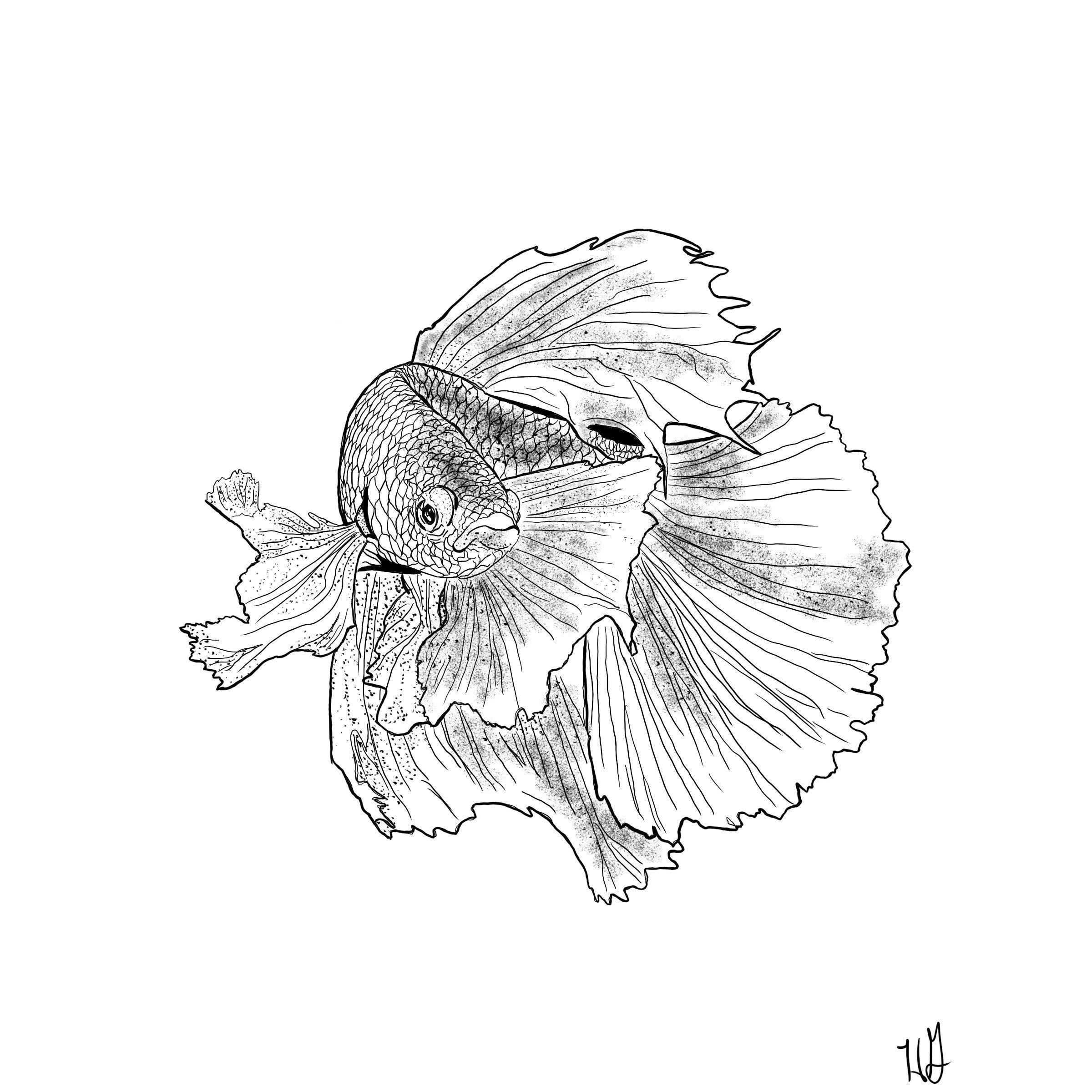 Beta Fish Art Print — Art Bee Studios Handmade and Sustainable goods