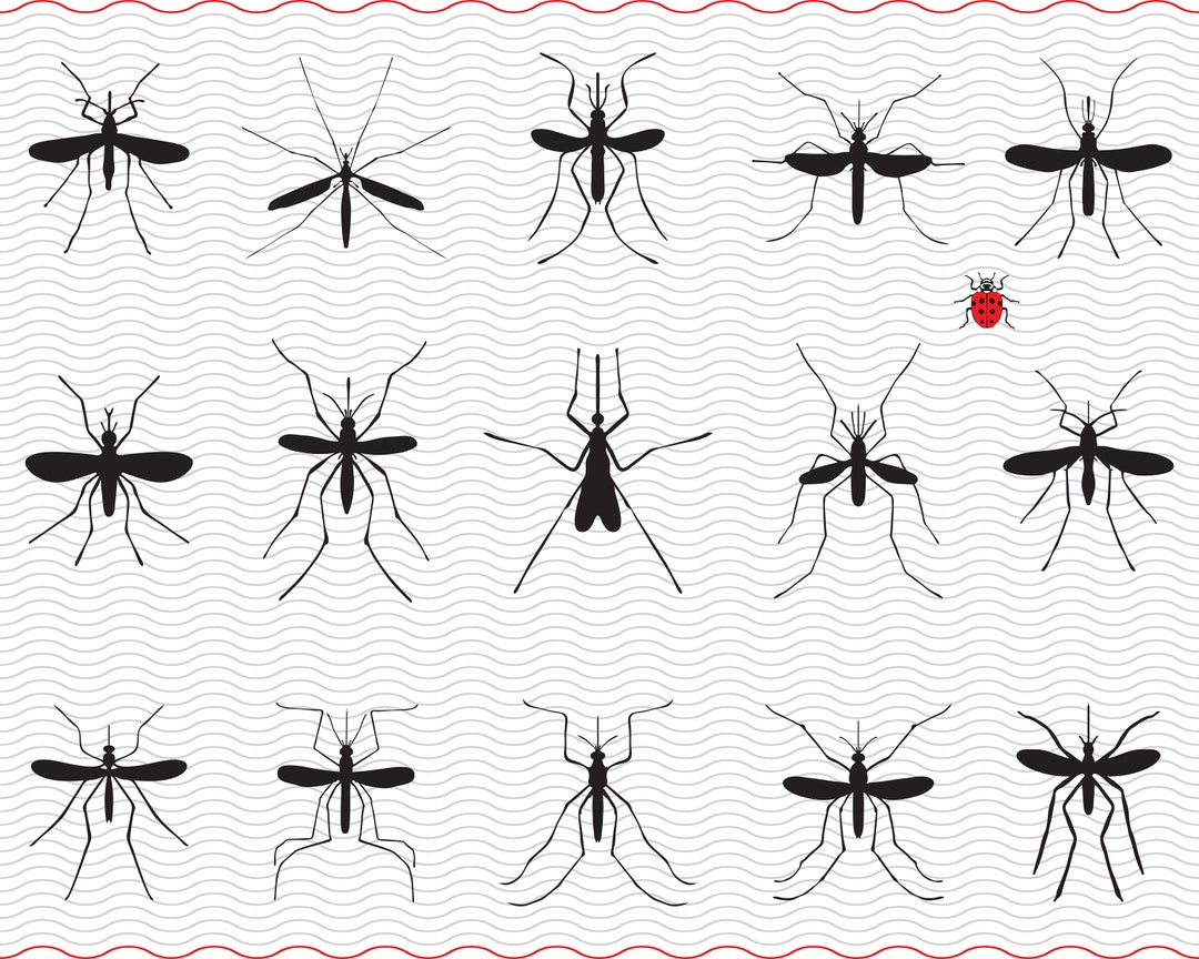 Libélulas SVG, siluetas negras, clipart digital, archivos eps, jpg ...