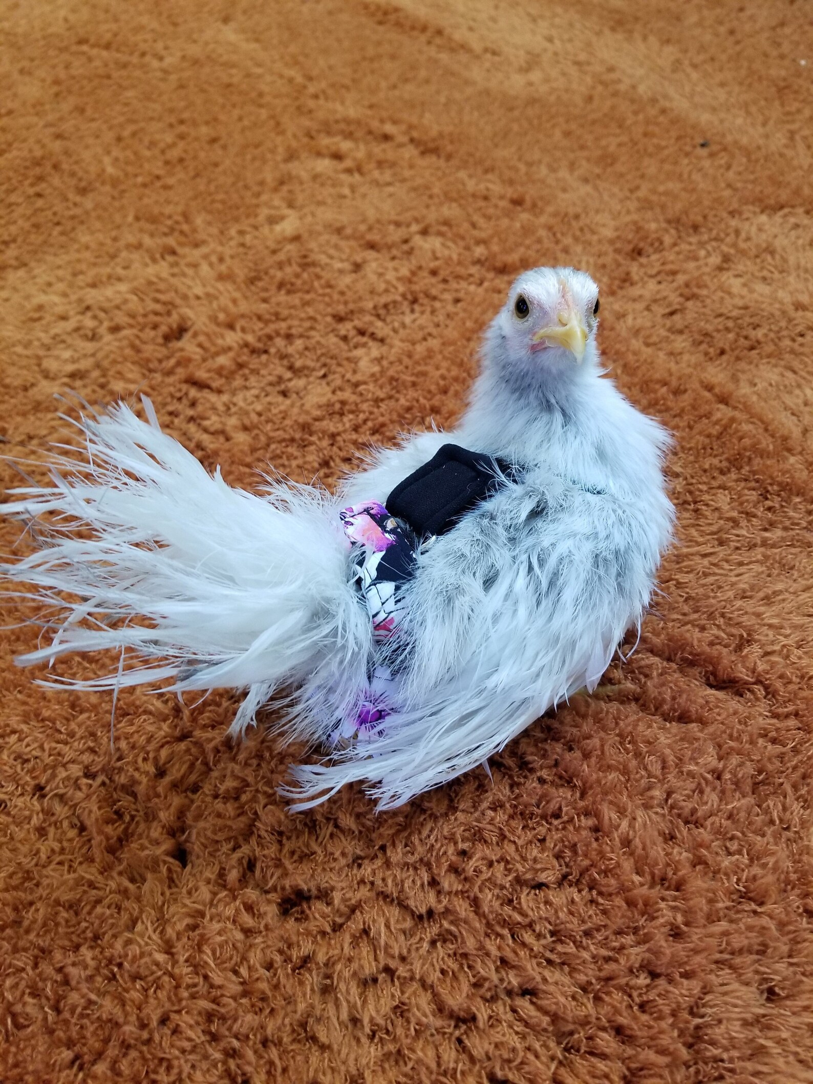 Chicken Diapers Comfort Wear Chicken Diapers Waterproof - Etsy
