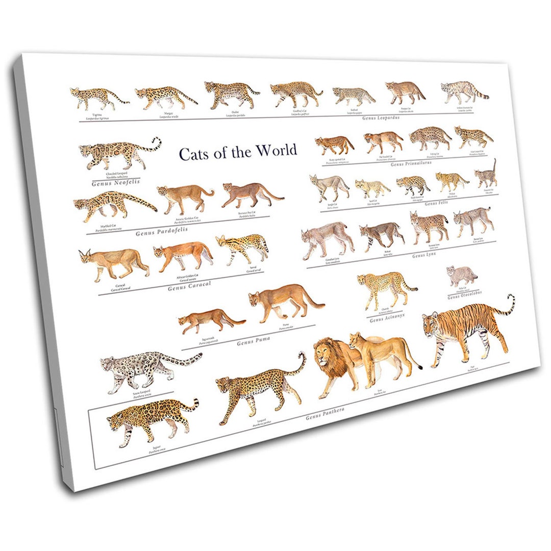 Big Cats Tiger Lion Infographic Animals SINGLE Canvas Art Print Box ...