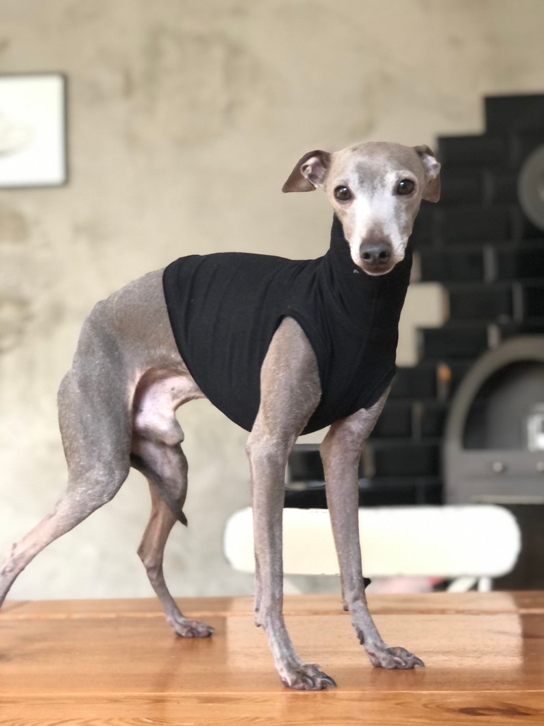 Italian Greyhound Turtleneck Shirt - Etsy