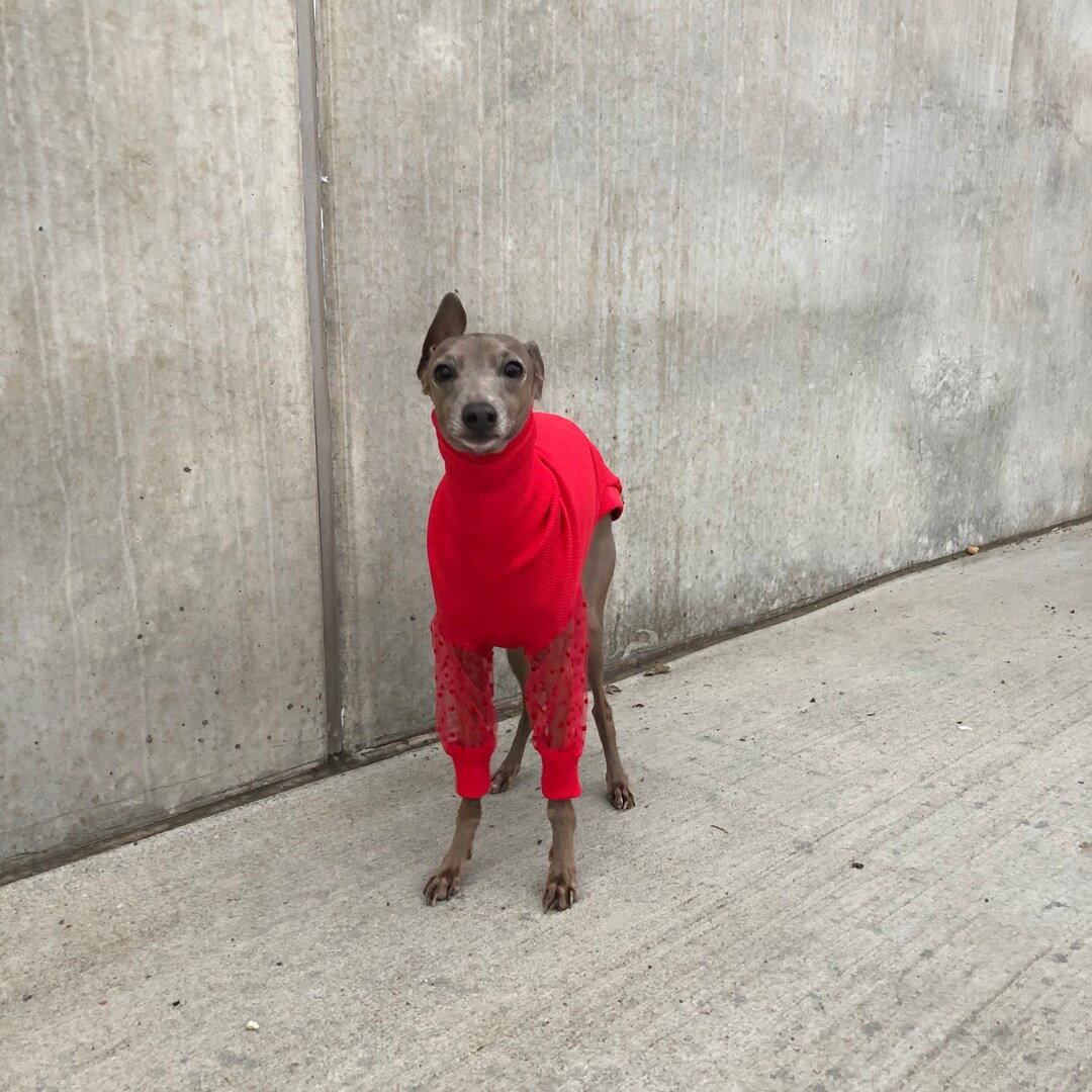 Italian Greyhound Jumper/turtleneck Red Tulle Polka Dots Sleeves - Etsy