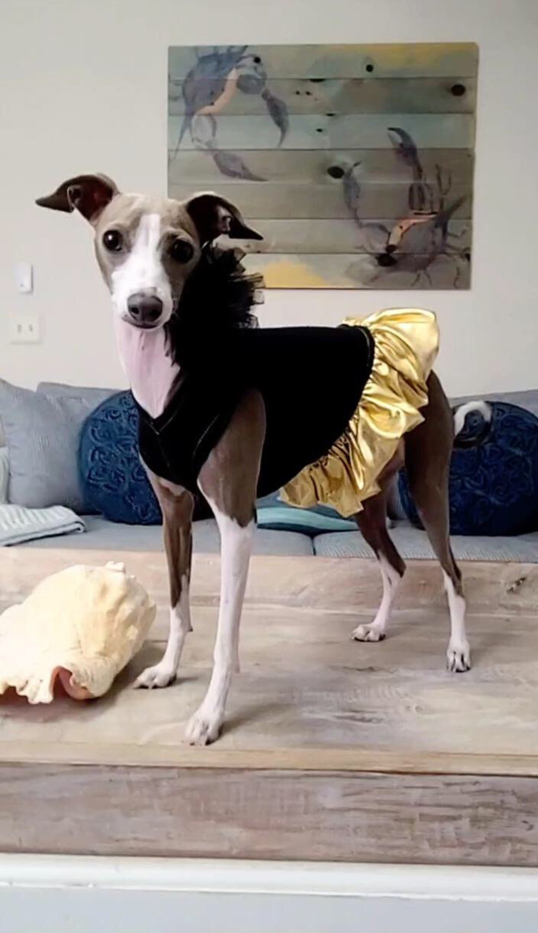 Italian Greyhound Dress Black/gold - Etsy