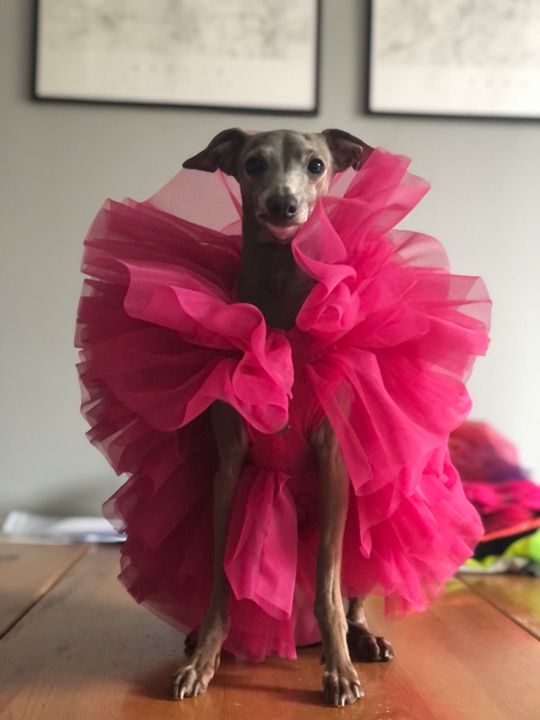 Italian Greyhound Tulle Dress - Etsy