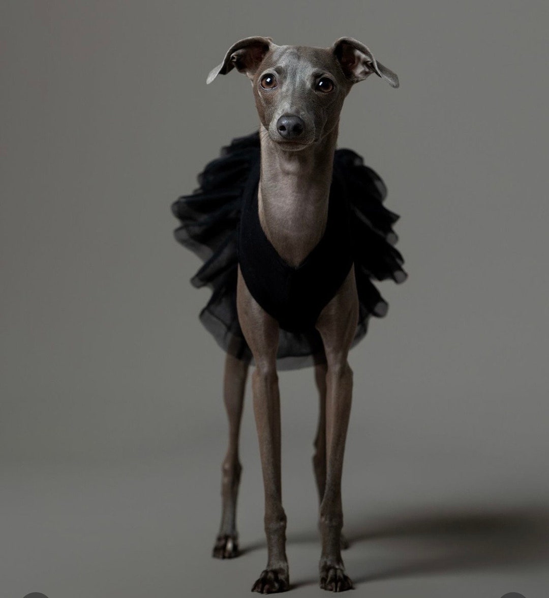 Italian Greyhound Dress Totally Black - Etsy