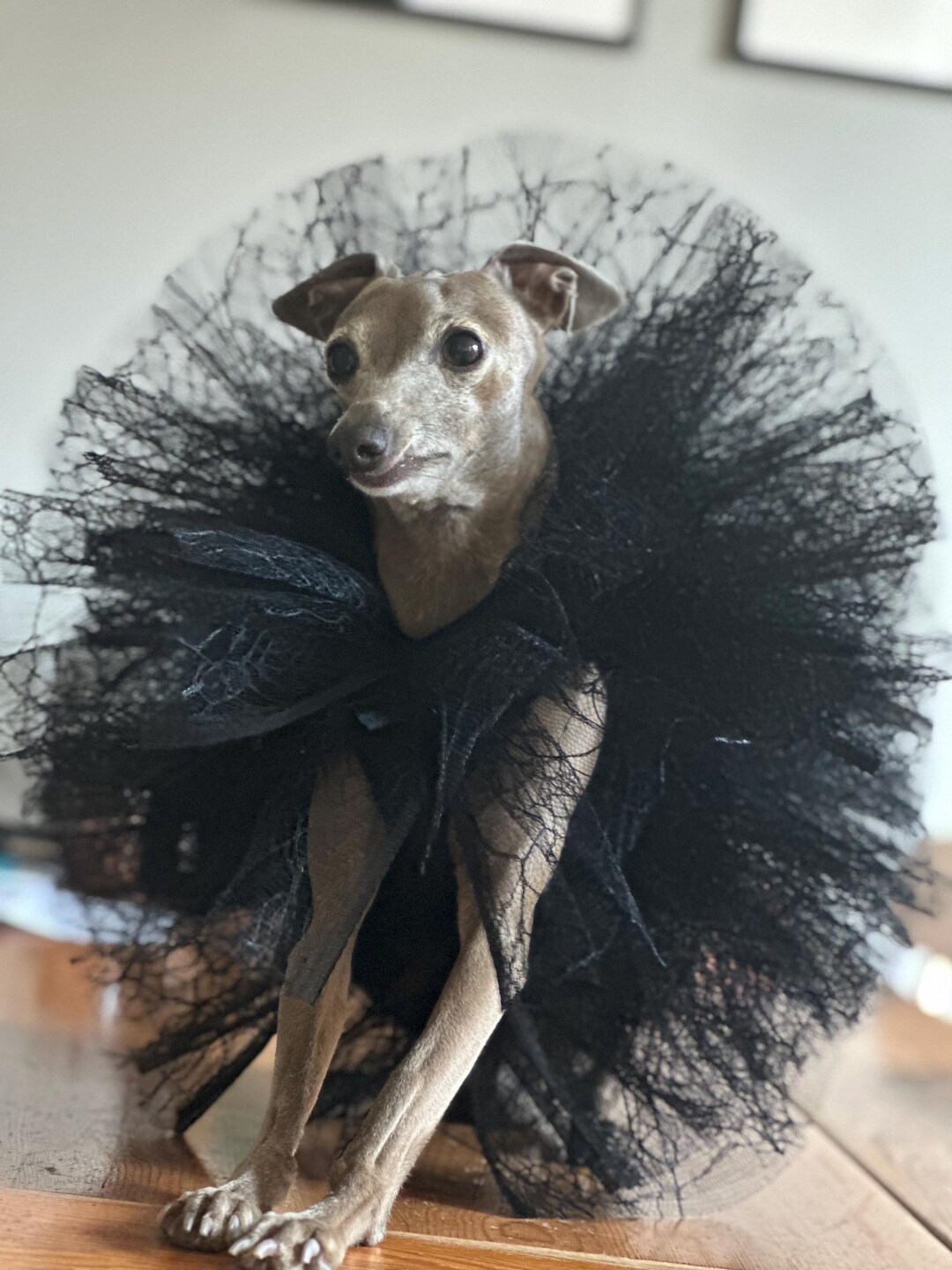 Italian Greyhound Dress Black Spider Halloween - Etsy