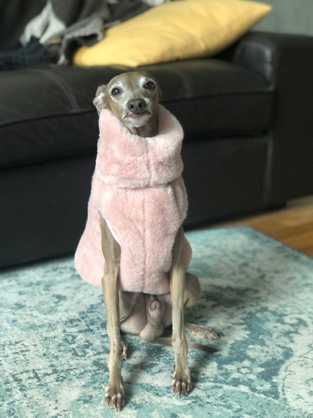 Italian Greyhound Fur / Velvet Vest 3 Colors - Etsy