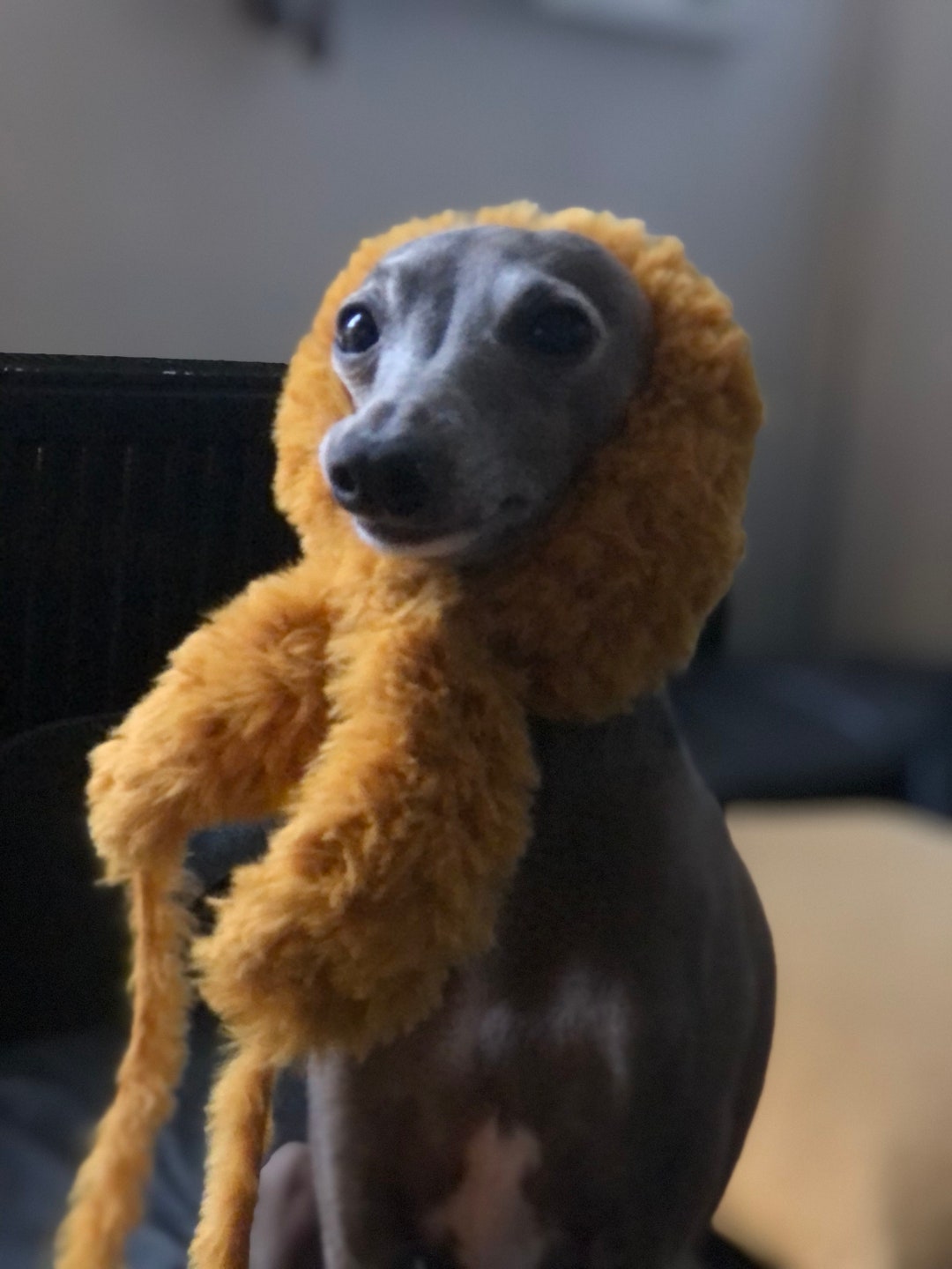 Italian Greyhound Fur Scarf Yellow - Etsy