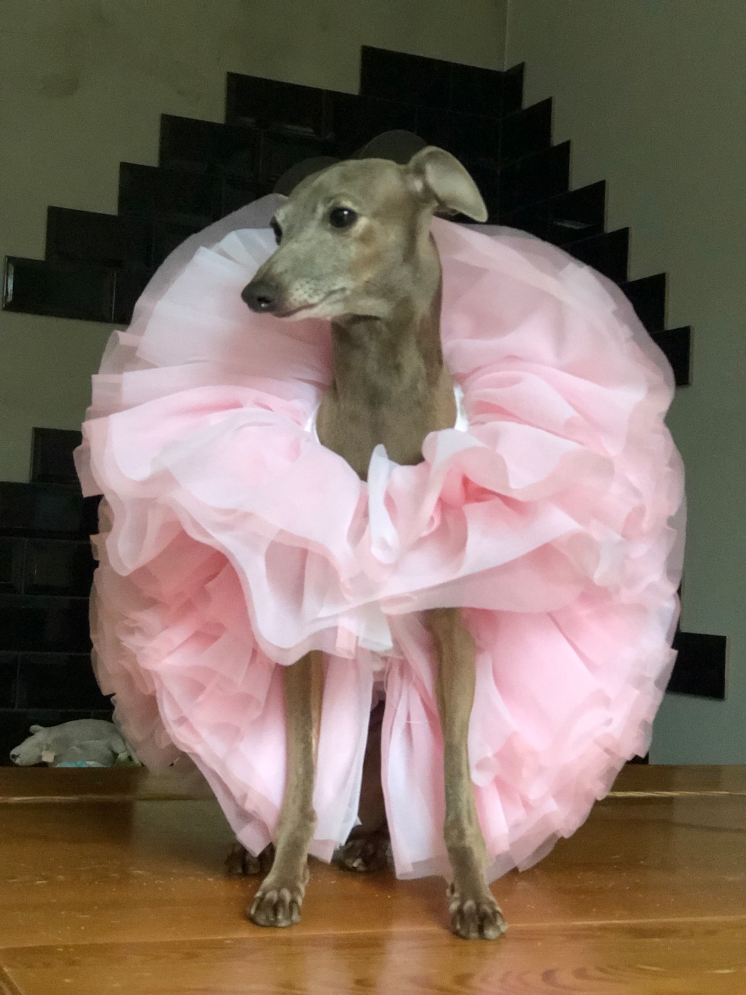 Italian Greyhound Tulle Dress Double Pink/white - Etsy