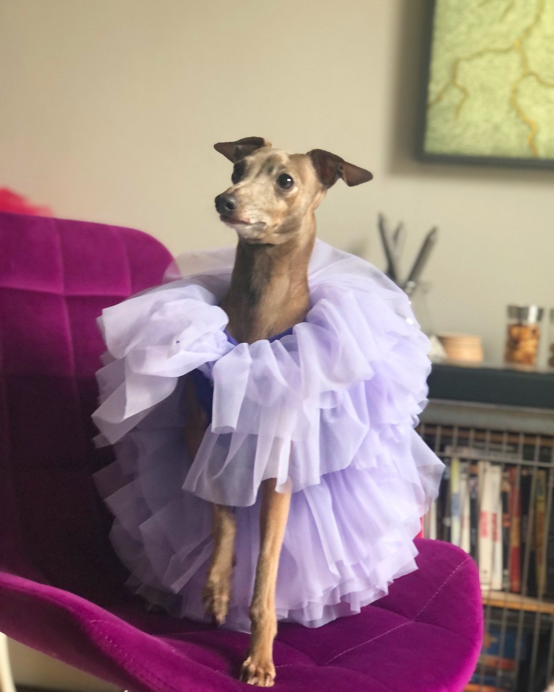 Italian Greyhound Dress Purple - Etsy