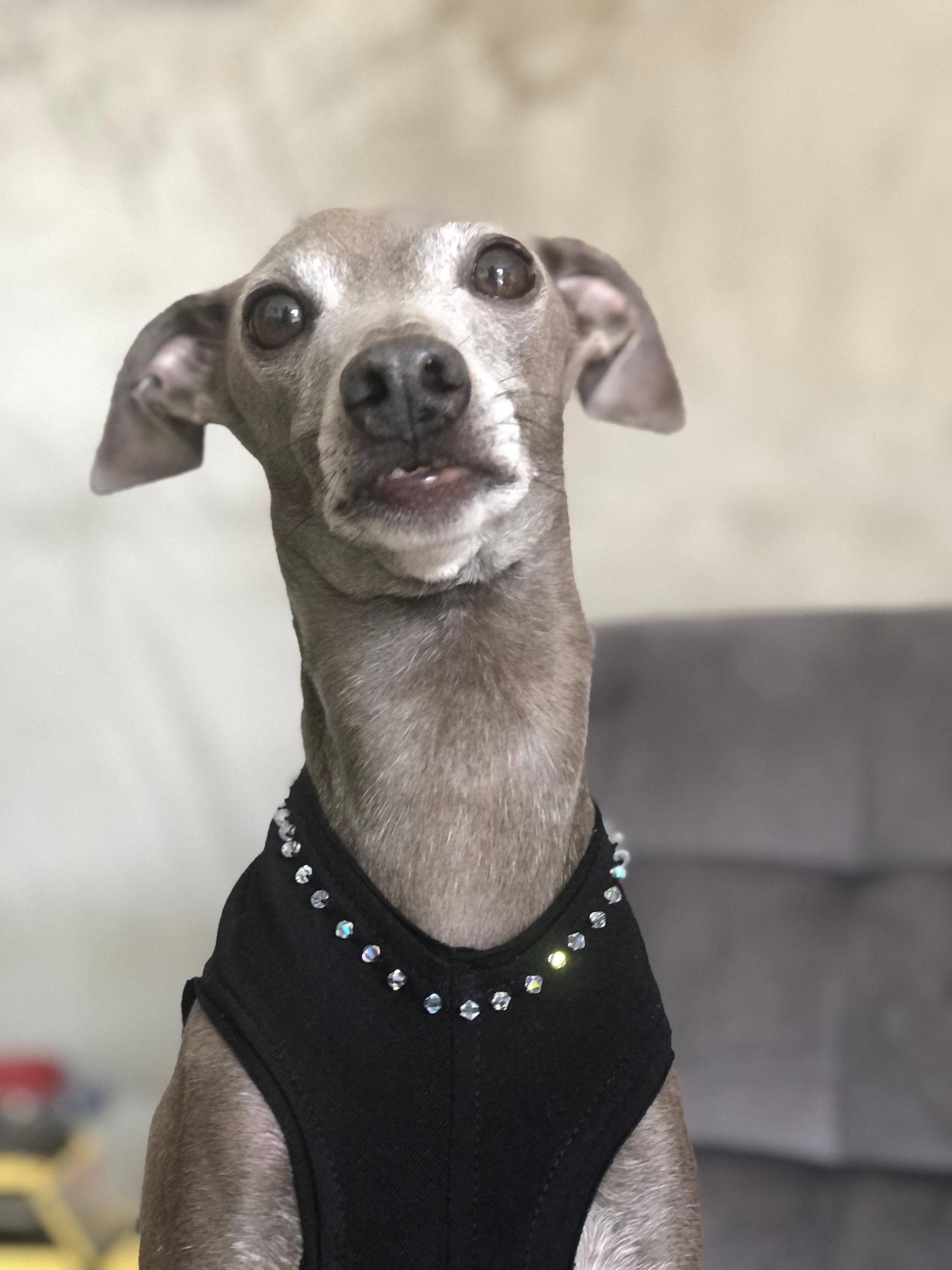 Italian Greyhound Summer Shirt With Disco Beads - Etsy