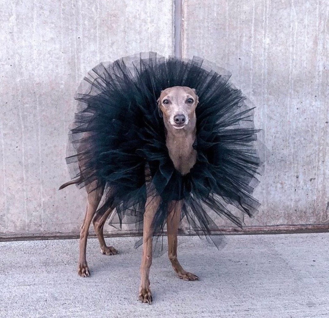 Italian Greyhound Dress Black - Etsy