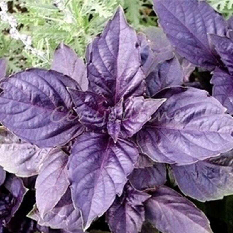 Heirloom Purple Dark Opal Basil Ocimum basil Non GMO Untreated | Etsy